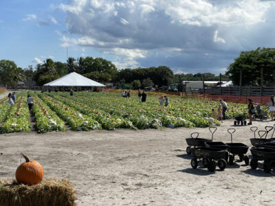 Photo Gallery – Bedner's Farm Fresh Market